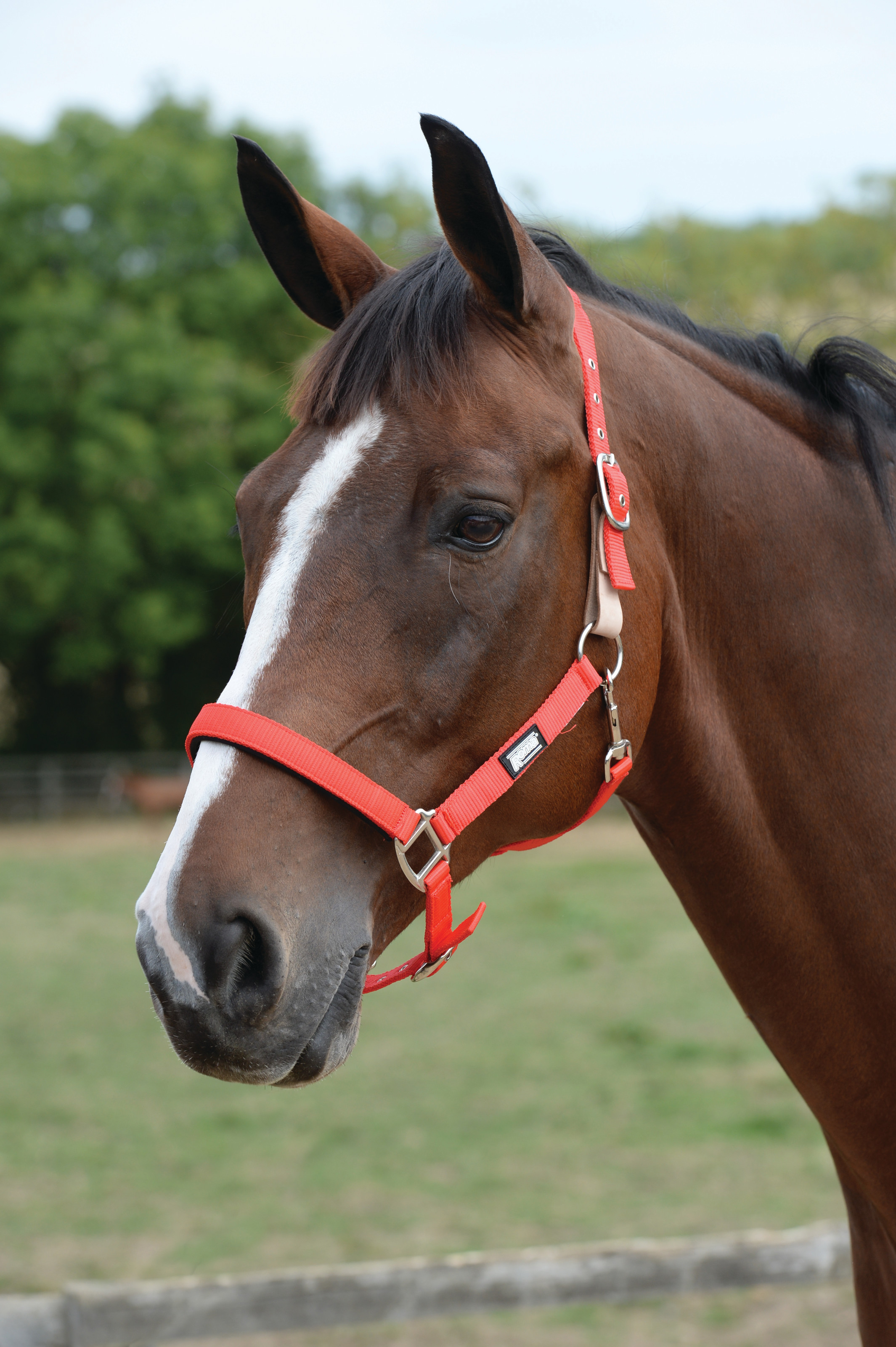 Roma Breakaway Halter II - Red - Roma-BNX100236-Red - Bit of Britain