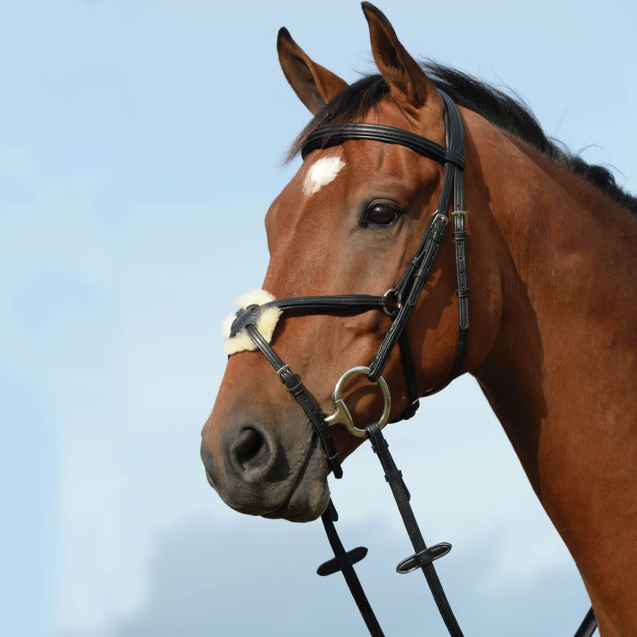 Collegiate Syntovia+ Padded Raised Figure 8 Bridle - Black - Collegiate ...