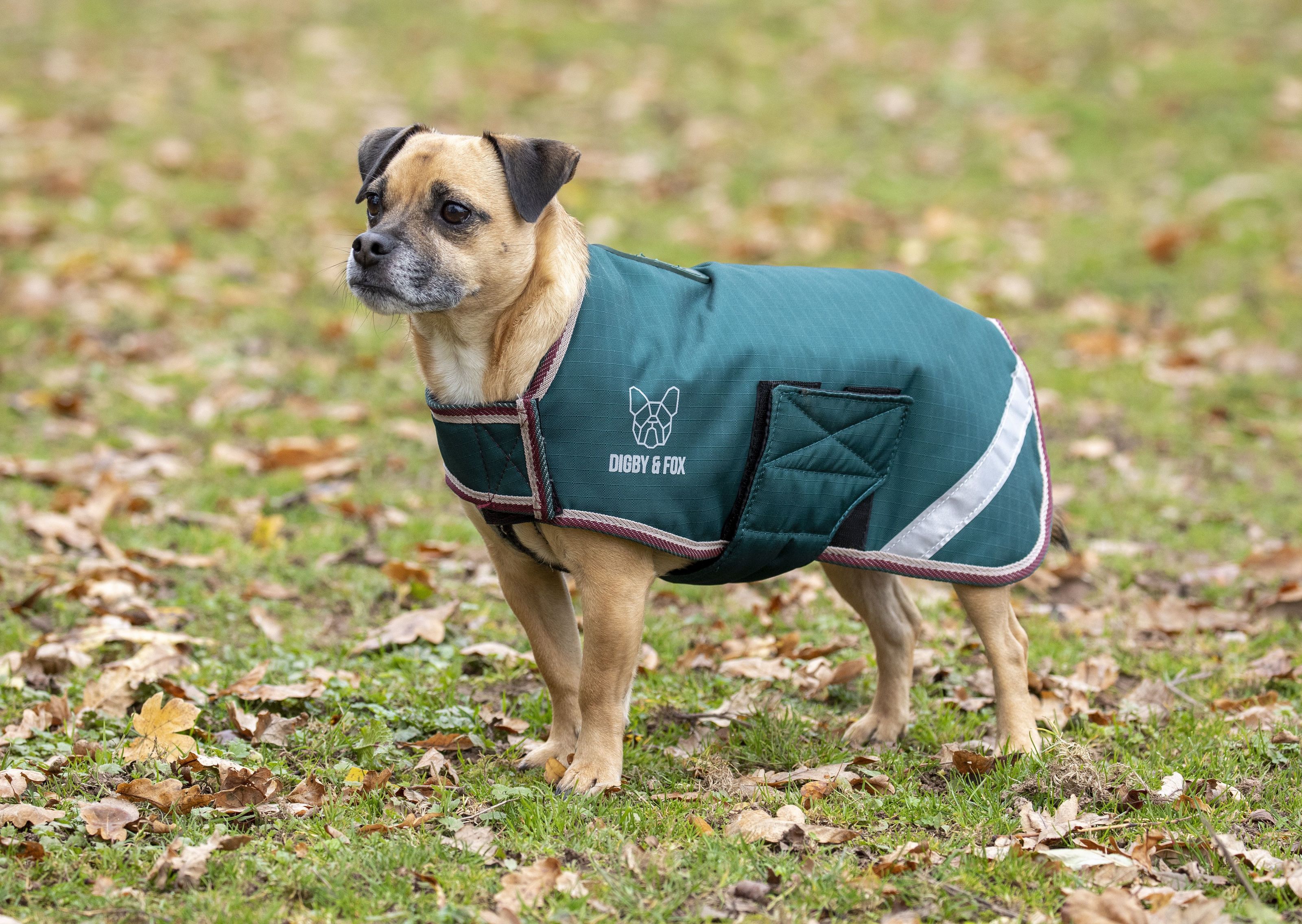 Digby & Fox Waterproof Dog Coat - Forest - Digby & Fox-6892-FOREST ...