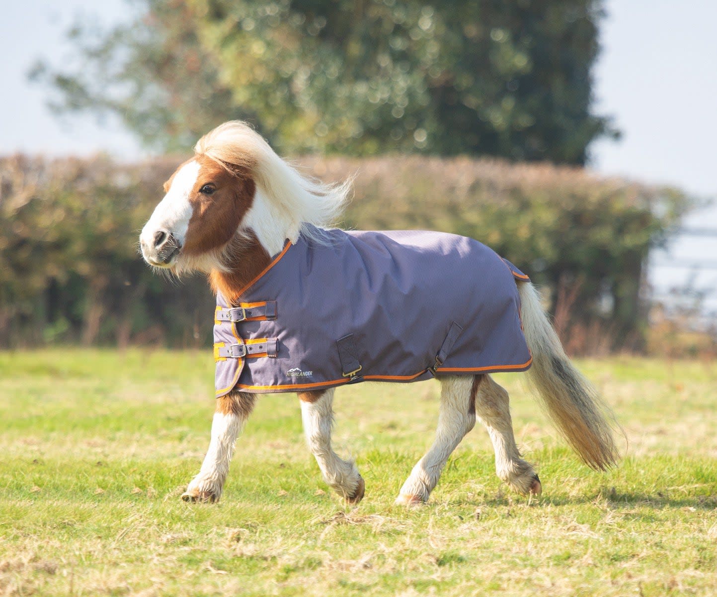 Shires Highlander Mini Turnout - Maroon - Highlander-98M-MAR - Bit of ...