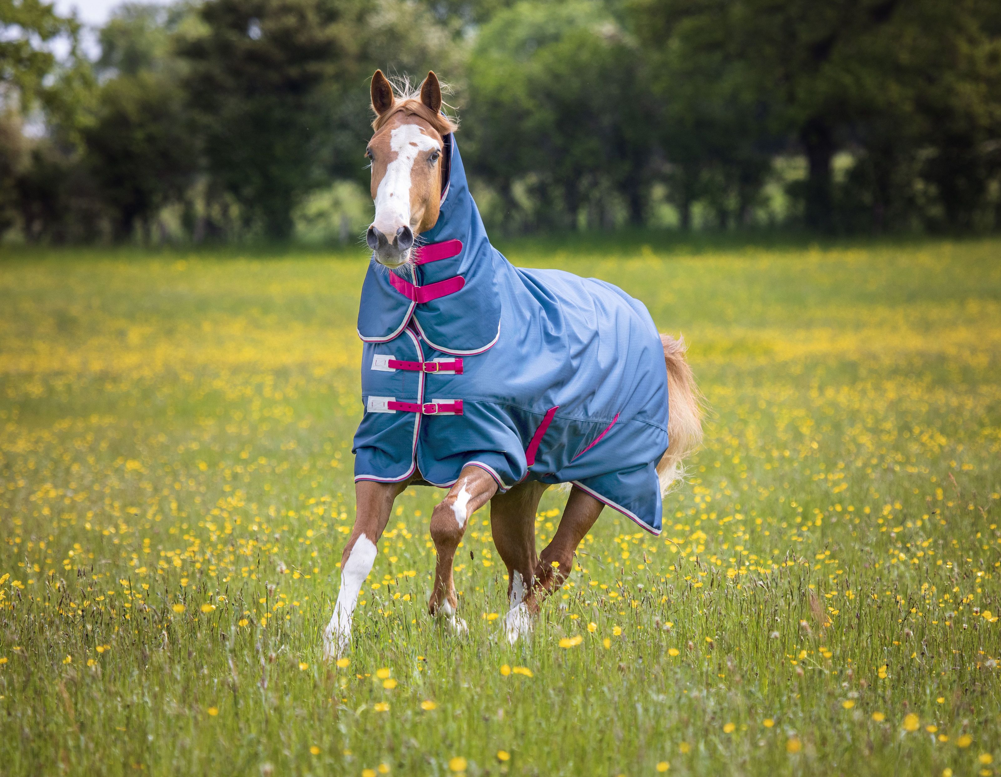 Shires Tempest Original Lite Combo - Teal - Tempest-9330C-TEAL - Bit of ...