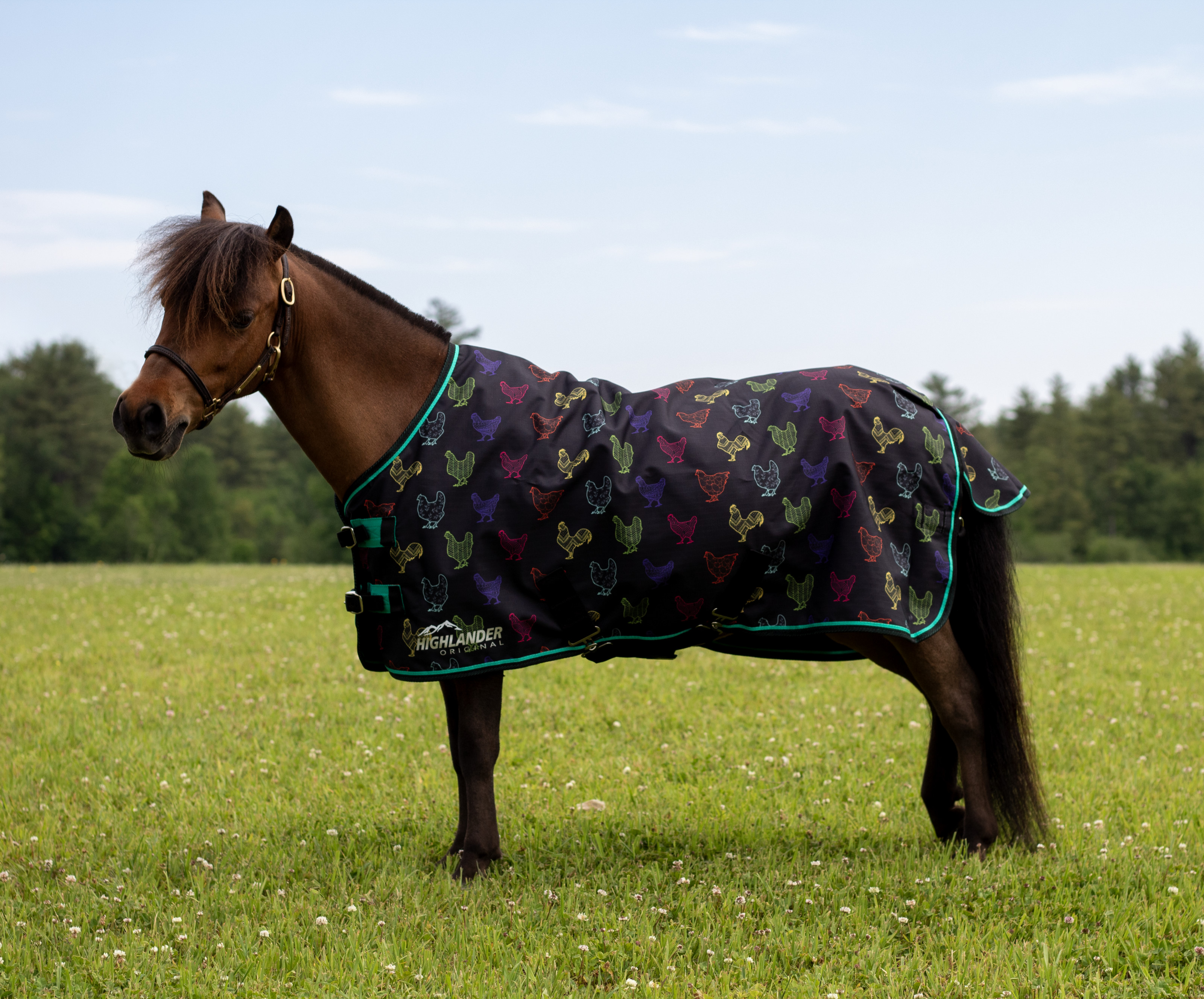 Shires Highlander Minature Turnout Lite - Chicken - Highlander-9316M ...