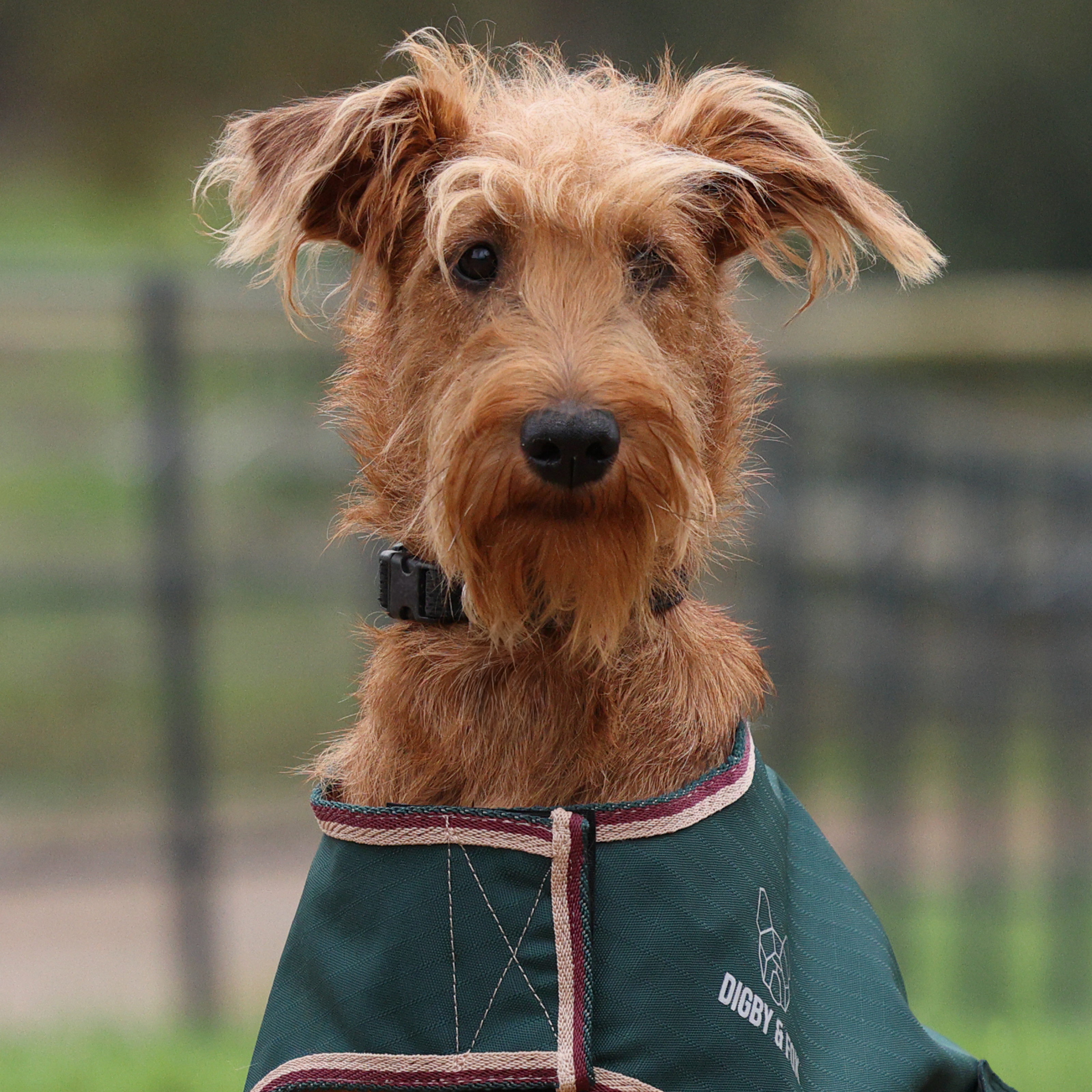 Digby & Fox Lite Waterproof Dog Coat - Green - Digby & Fox-90038-GREEN ...