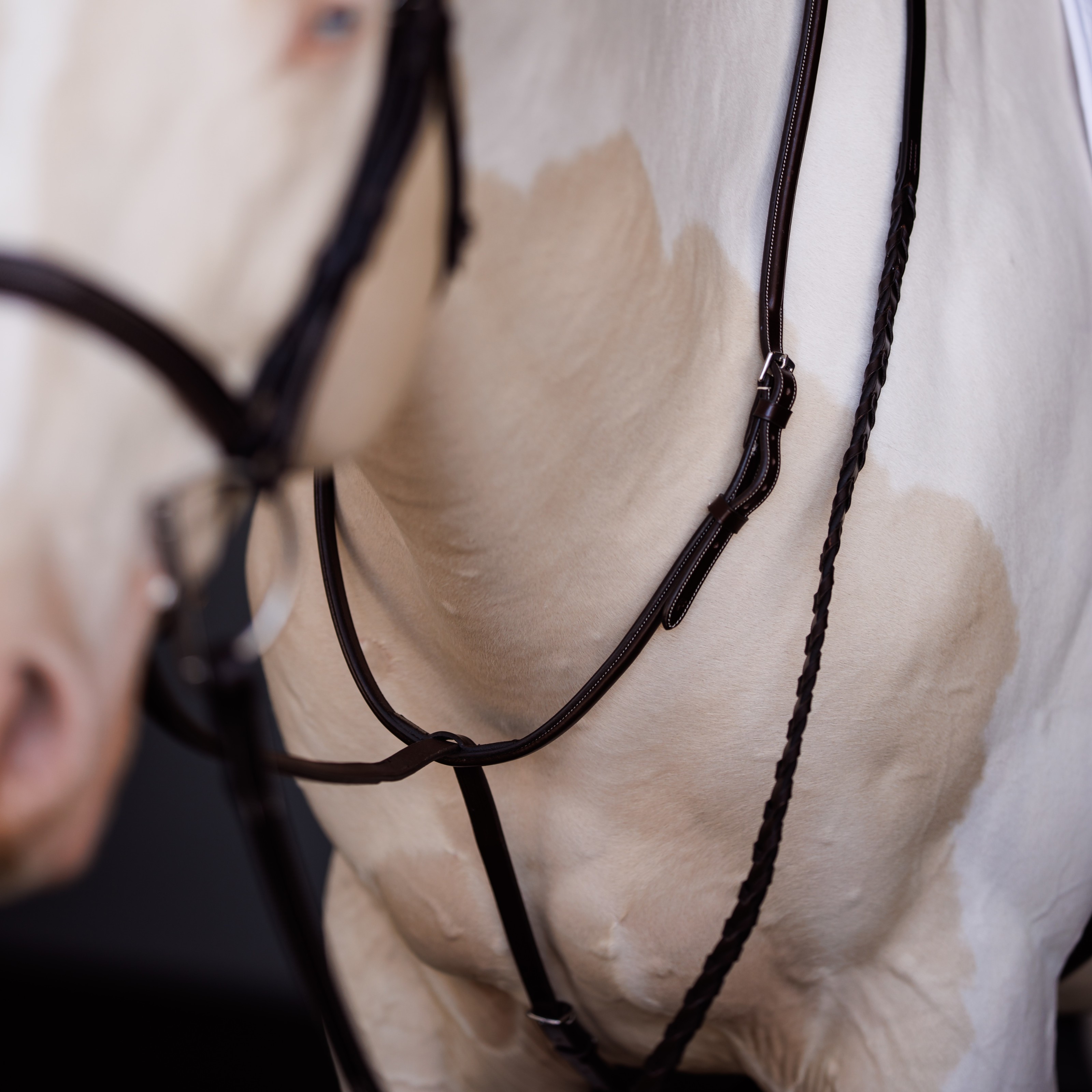 Shires Velociti Fancy Square Raised Standing Martingale - OakBark ...